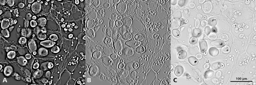 ZEISS™ – Scanner Axioscan 7 – AMSLABO