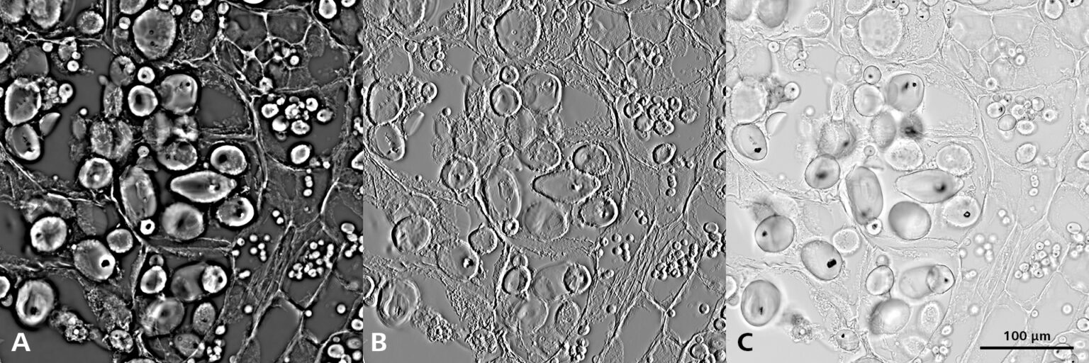 ZEISS™ – Scanner Axioscan 7 – AMSLABO